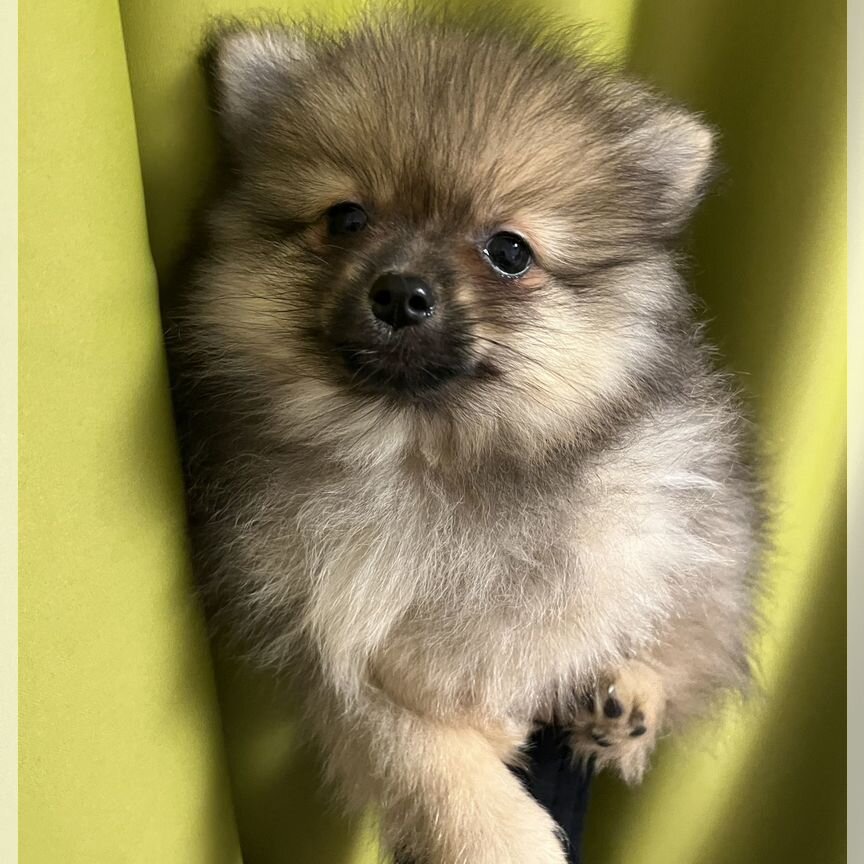 Померанский шпиц, щенок