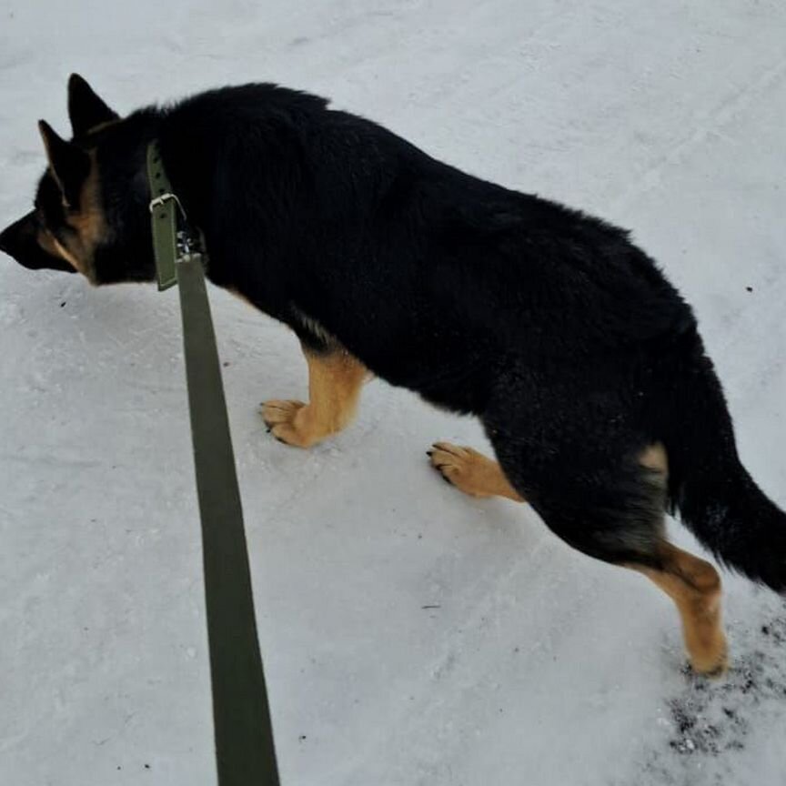 Немецкая овчарка, взрослая собака