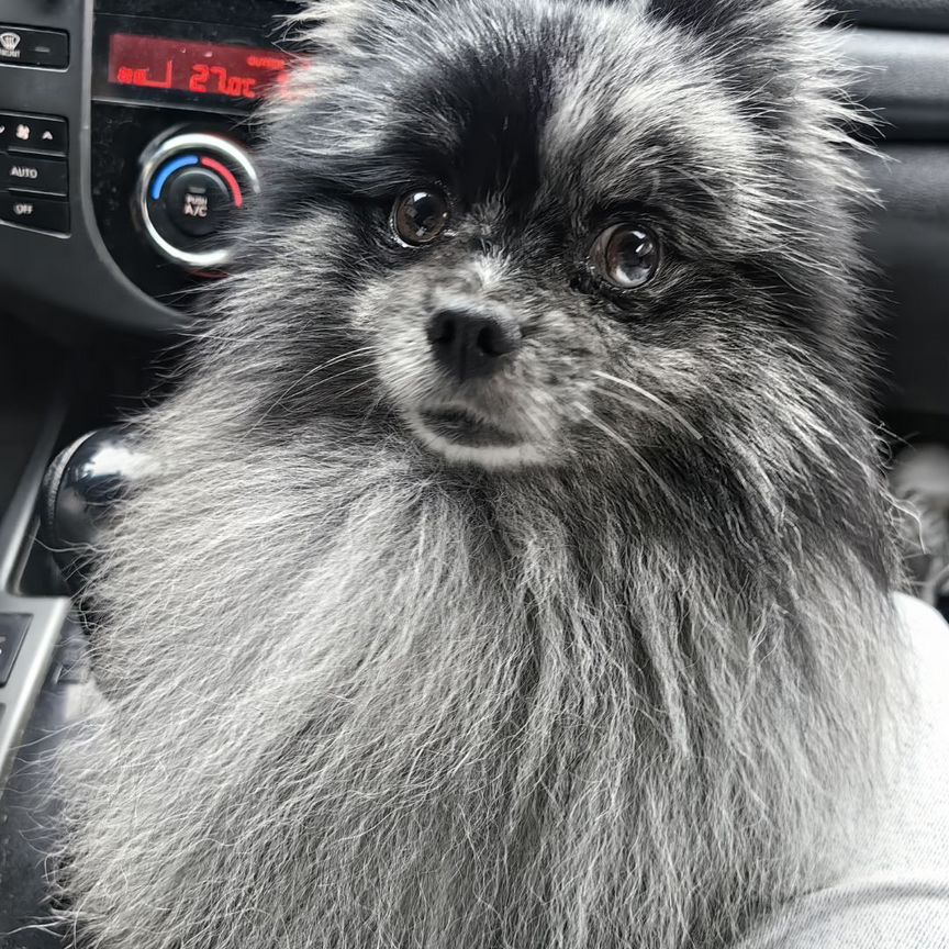 Потерялся шпиц