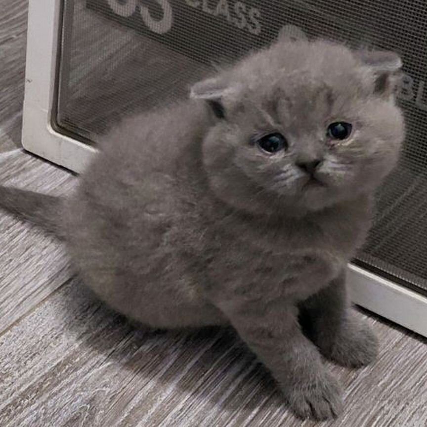 Британский короткошёрстный котёнок
