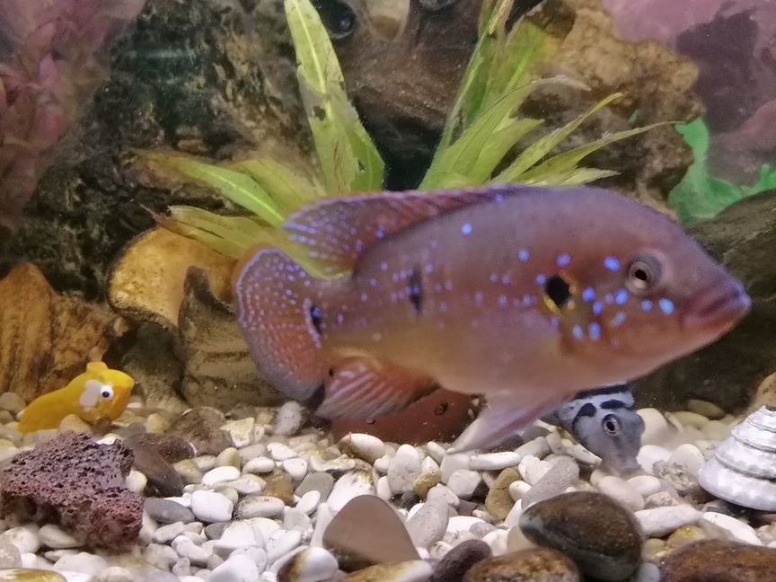 Хромис красавец (самец) Продаю