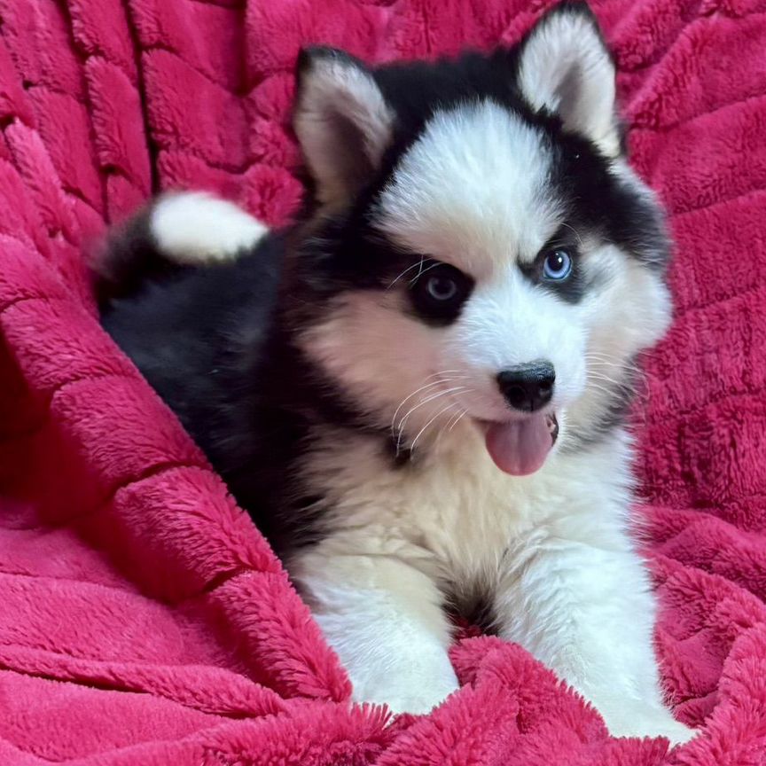 Помски, щенок