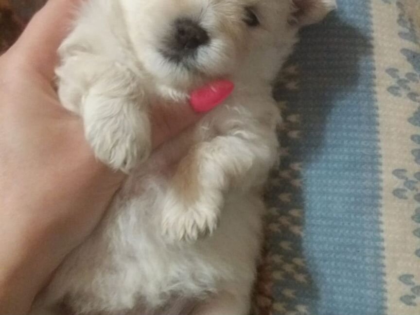 Померанский шпиц