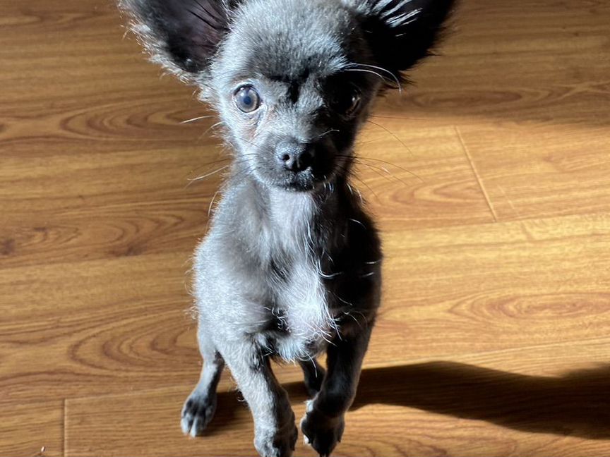 Лоловый щенок чихуахуа девочка