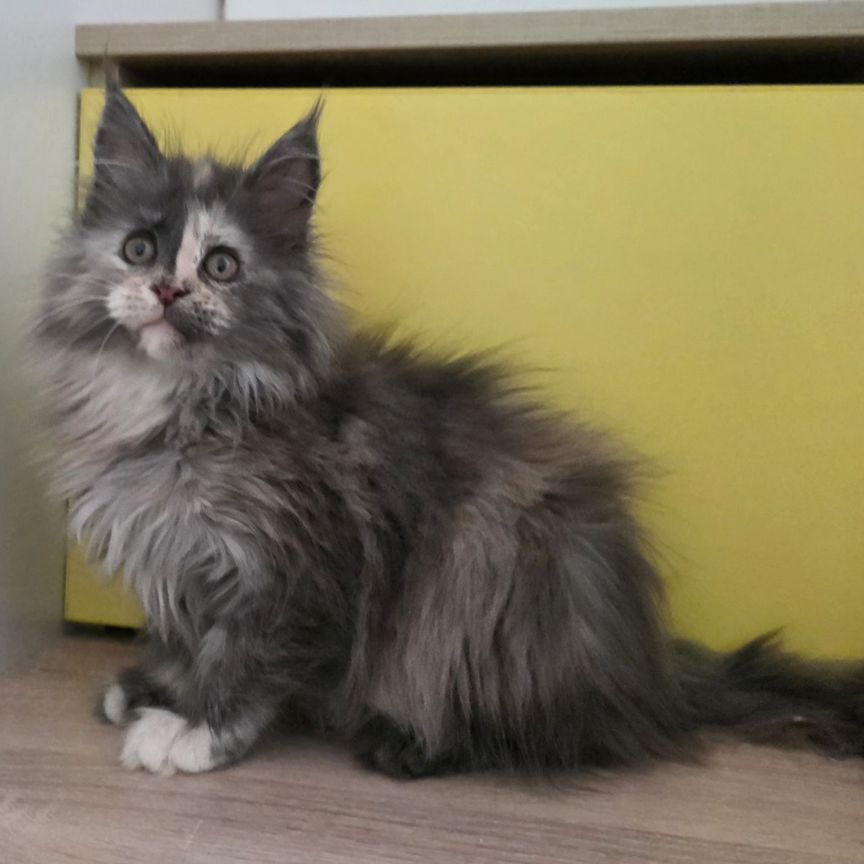 Мейн-кун котёнок