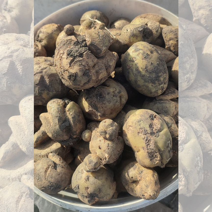 Картошка на корм животным