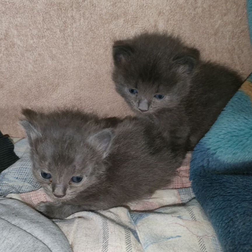 Русская голубая отдам