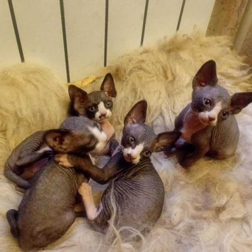 Канадский сфинкс котёнок