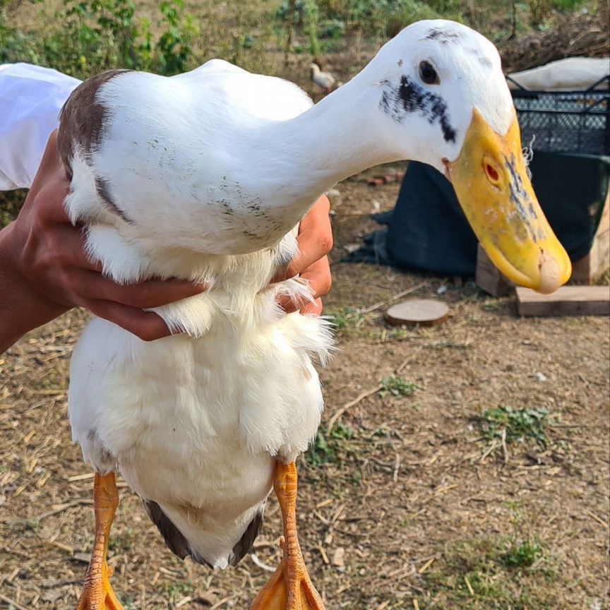 Индийский бегунок селезень