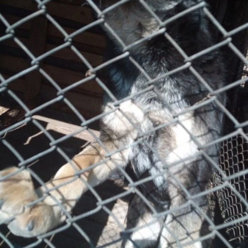 Сторожевой пёс Джек ищет дом