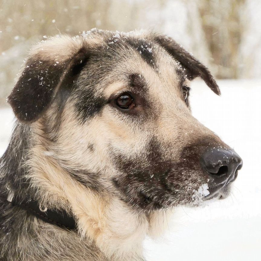 Песик хочет домой