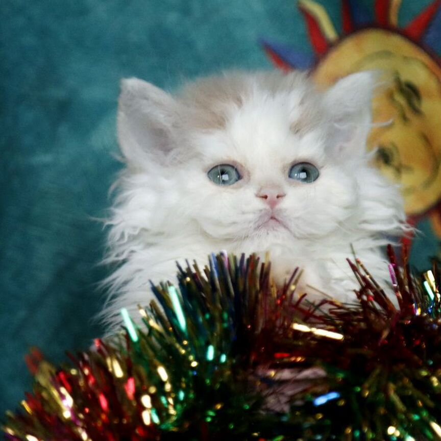 Лиловая с белым кудрявая девочка