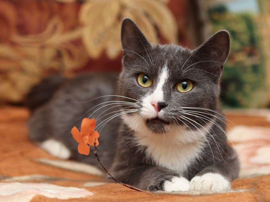 Цесса кошка