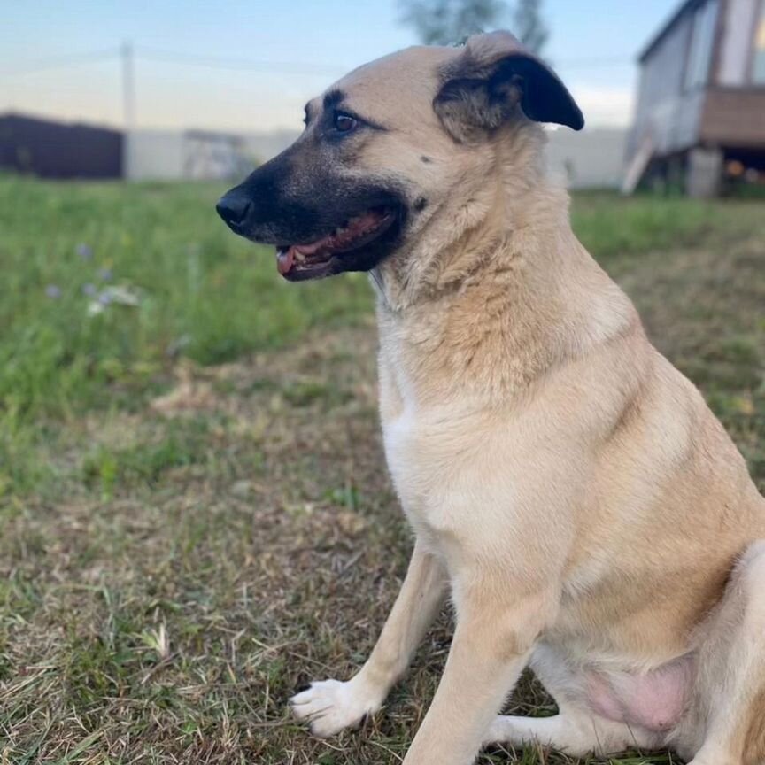 Дороти 3 года ищет дом