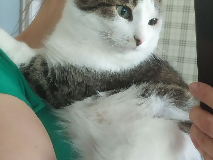 Котик-обнимашка Кузичка в добрые руки