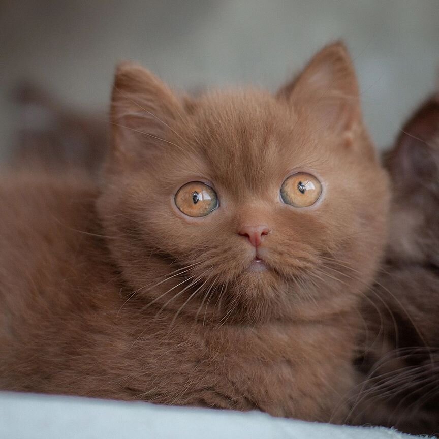 Мальчик циннамон в любимцы