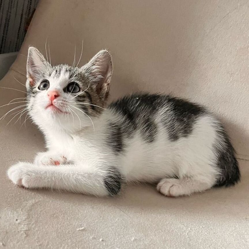 Котёнок в добрые руки