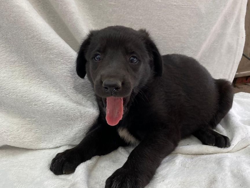 Щенок в добрые руки бесплатно