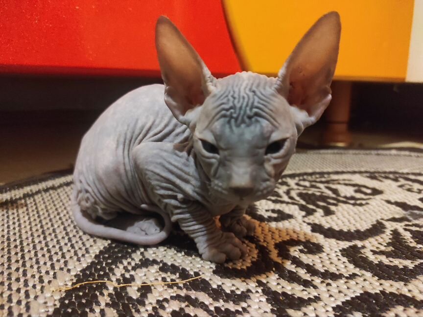Донской сфинкс котята