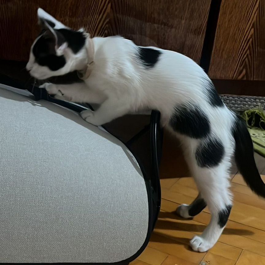 Кот