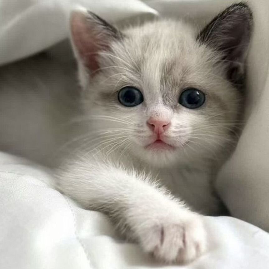 Котёнок в добрые руки