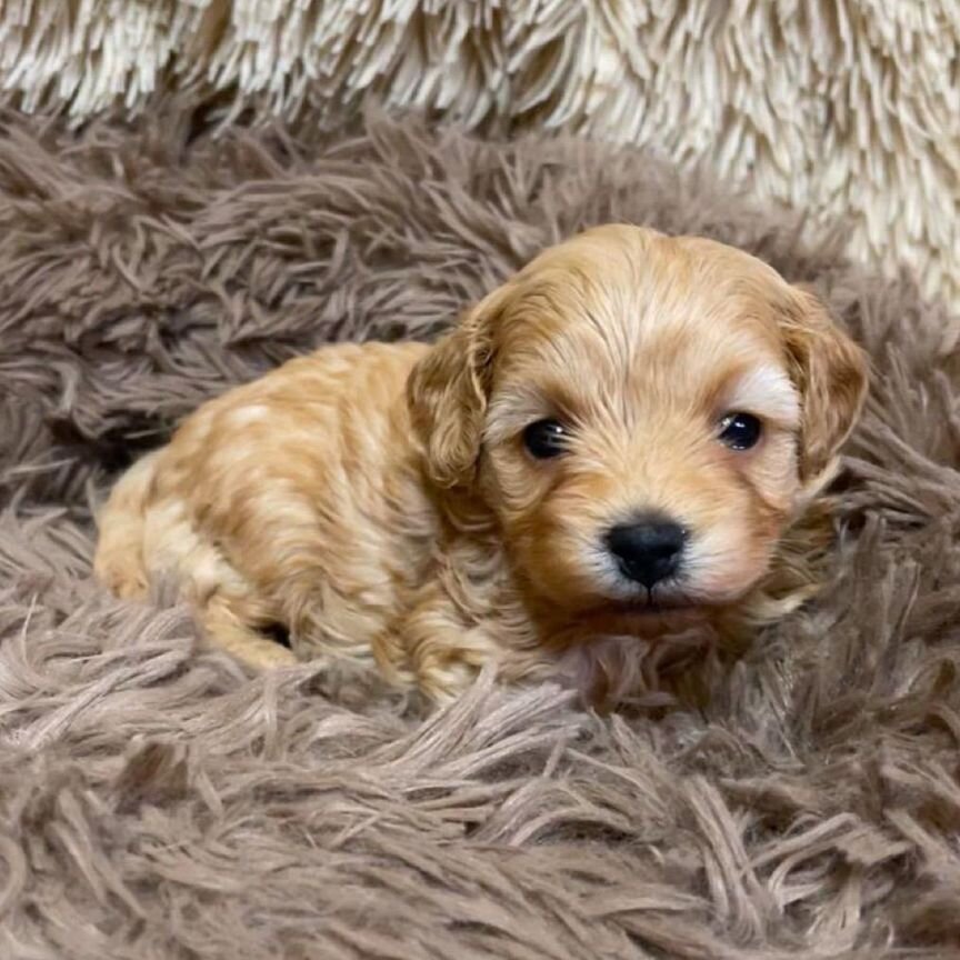 Щенок мальчик Кавапу