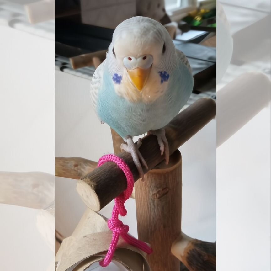 Волнистый попугай девочка