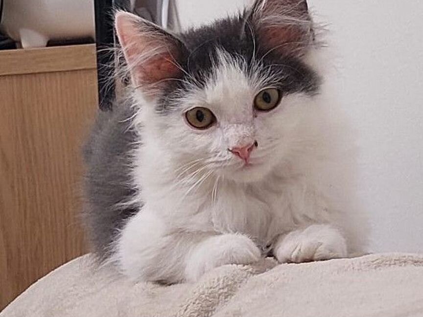 Котенок