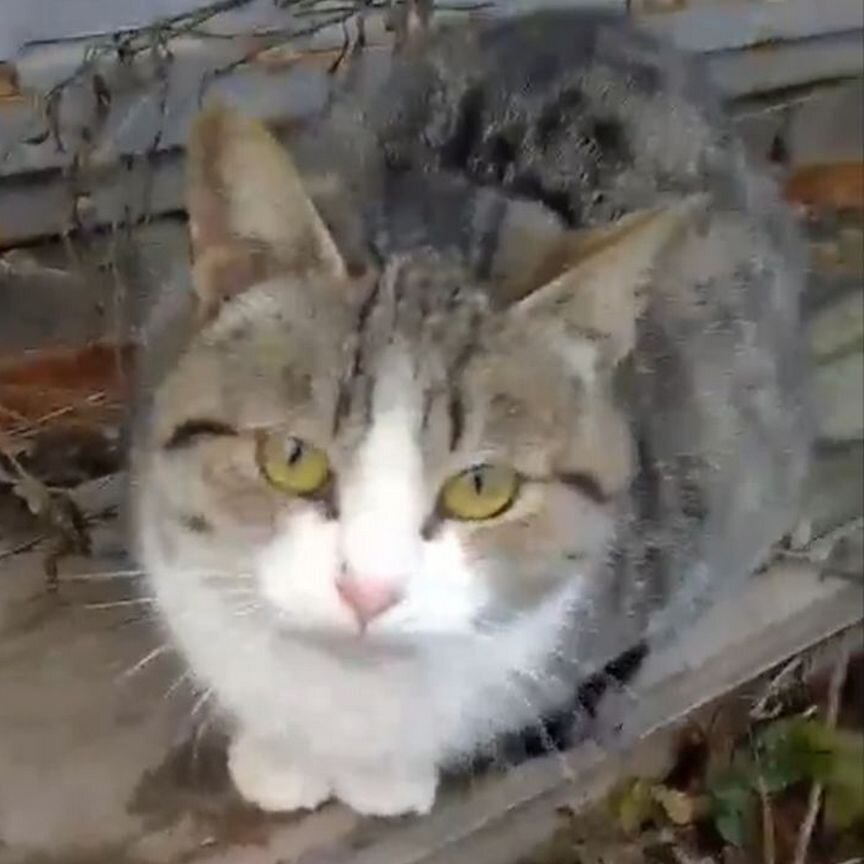 Взрослая кошка в добрые руки