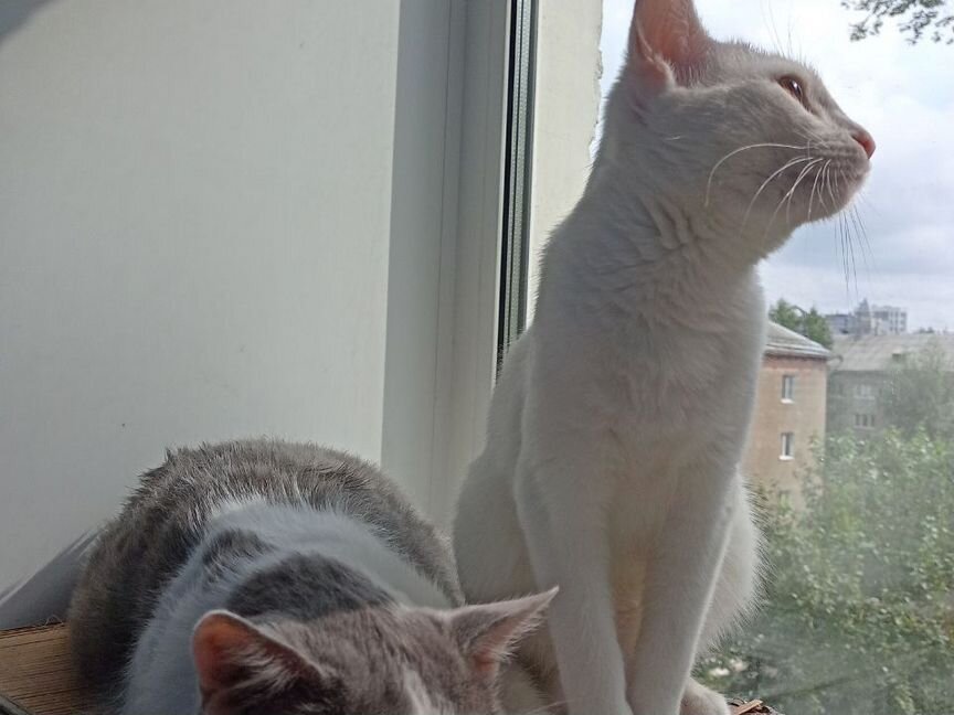 Коты в добрые руки