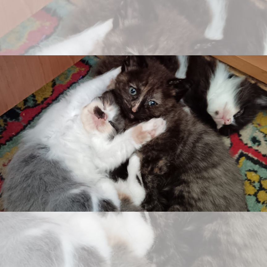 Котята в добрые руки бесплатно