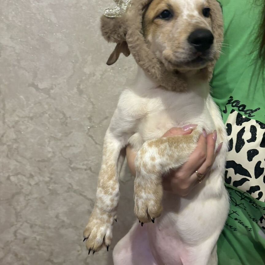 Американский питбультерьер, щенок