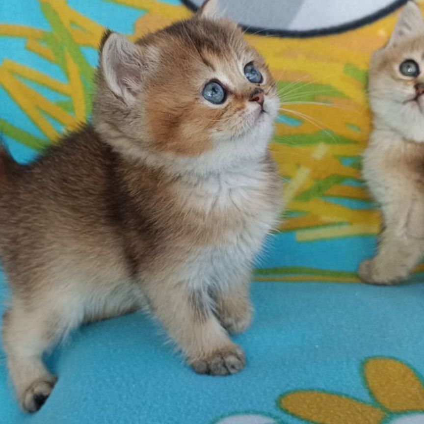 Британские плюшевые котята
