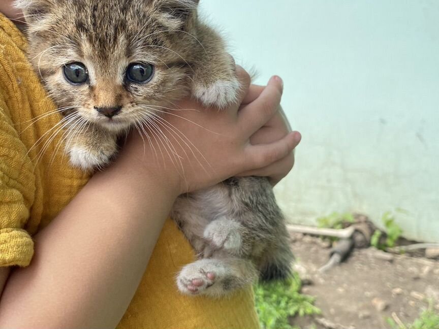 Котята в добрые руки