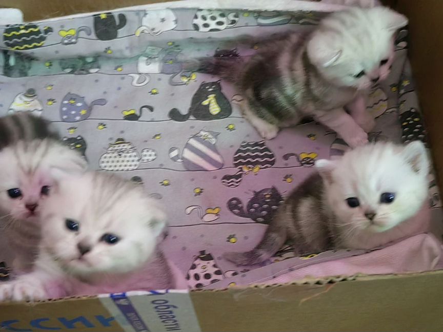 Котята шотладской породы