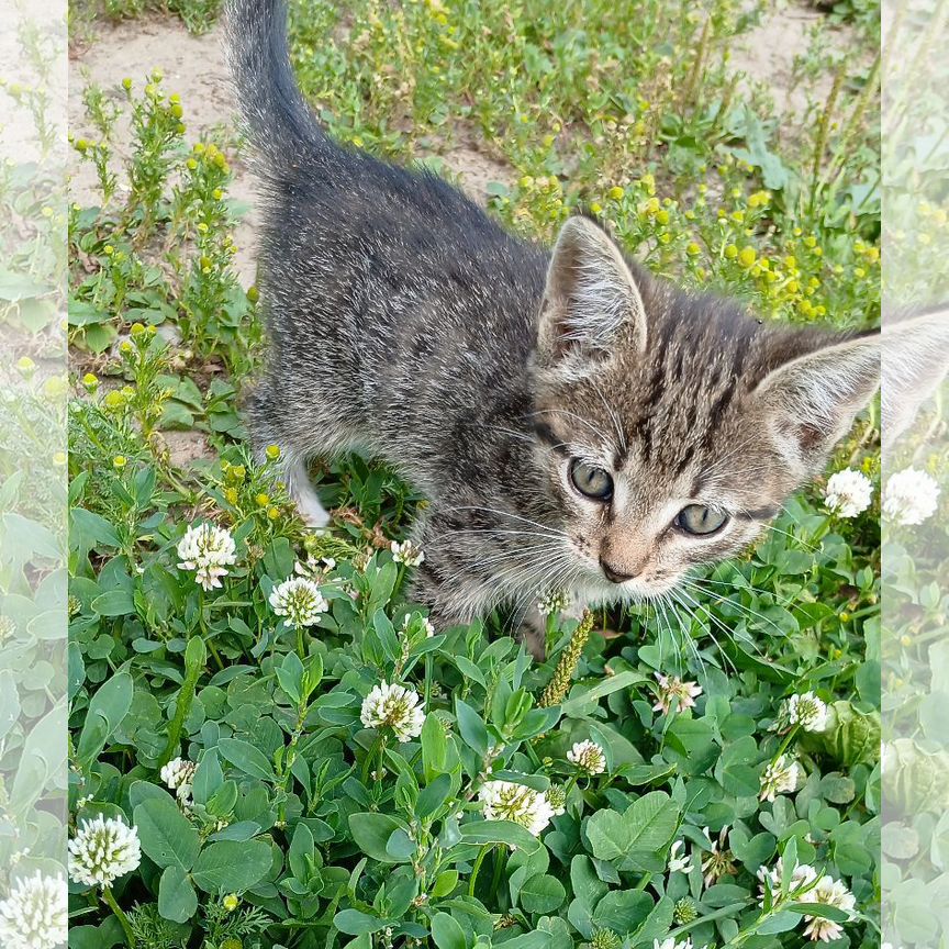 Отдам кота в добрые руки бесплатно