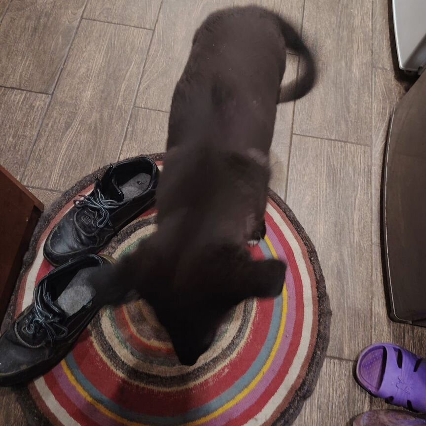 Щенок в добрые руки