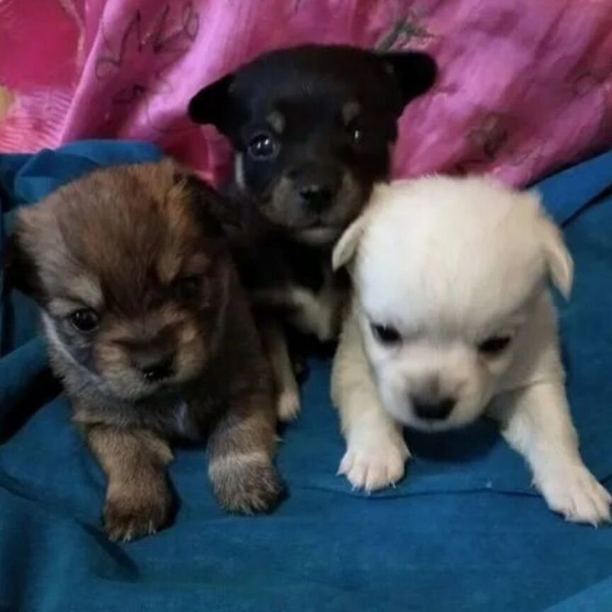 Щенок от частного владельца