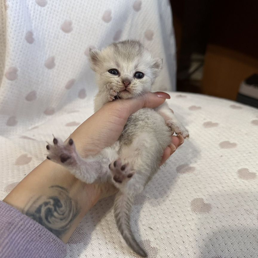 Котята серебристой шиншиллы