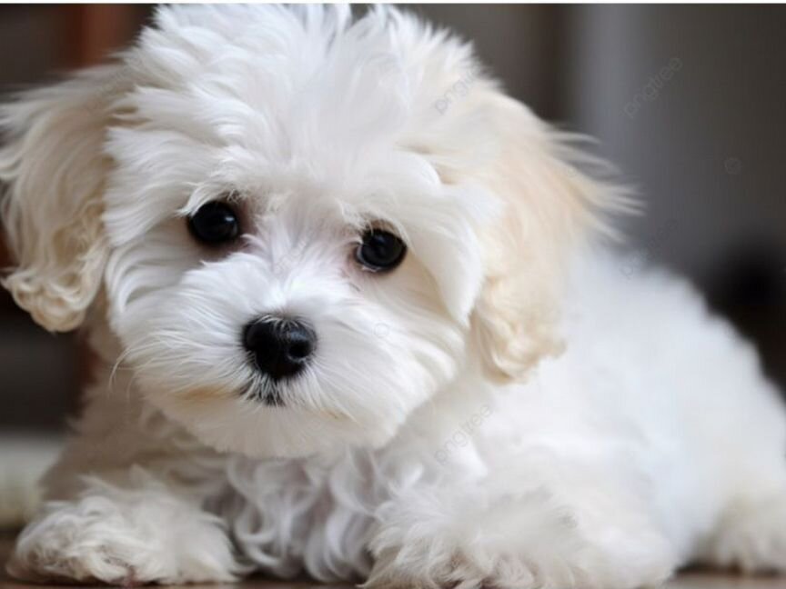 Болонка мальтипу