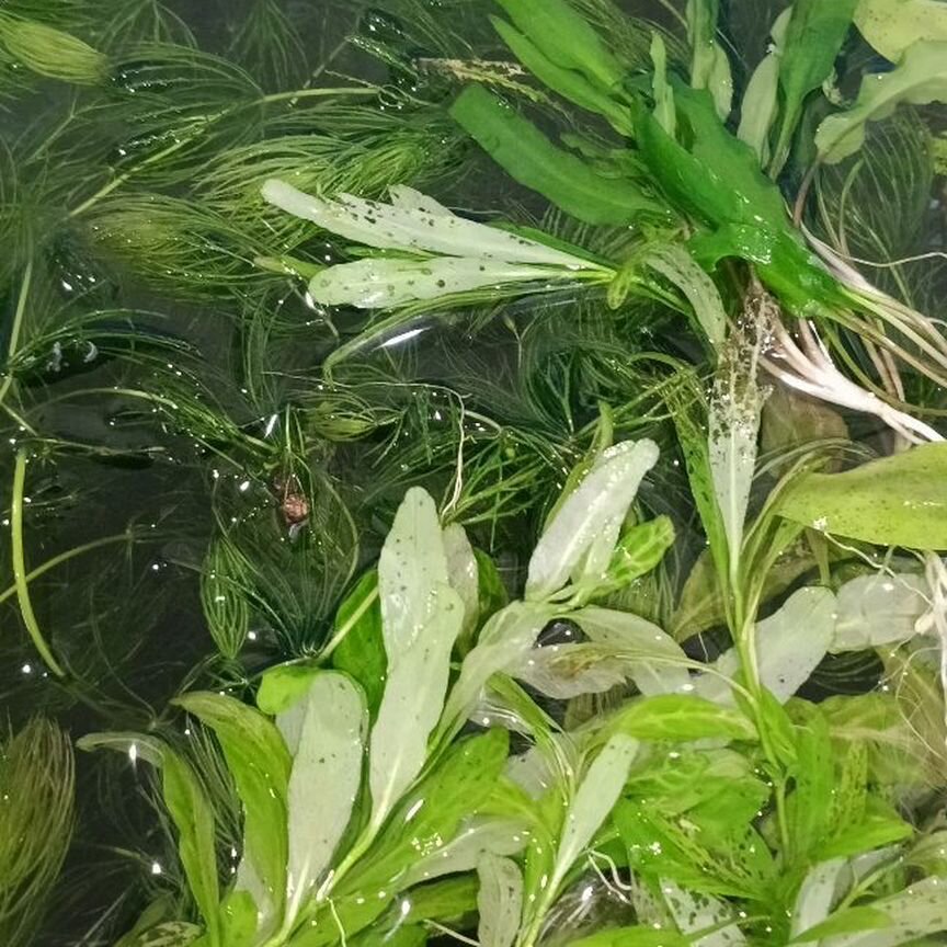 Аквариумное растение микс