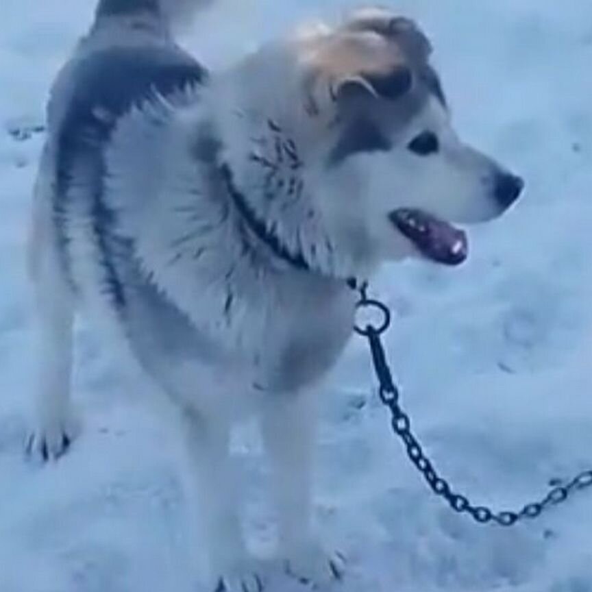 Собака в руки бесплатно мальчик
