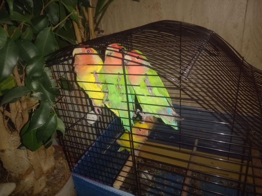 Попугаи неразлучники