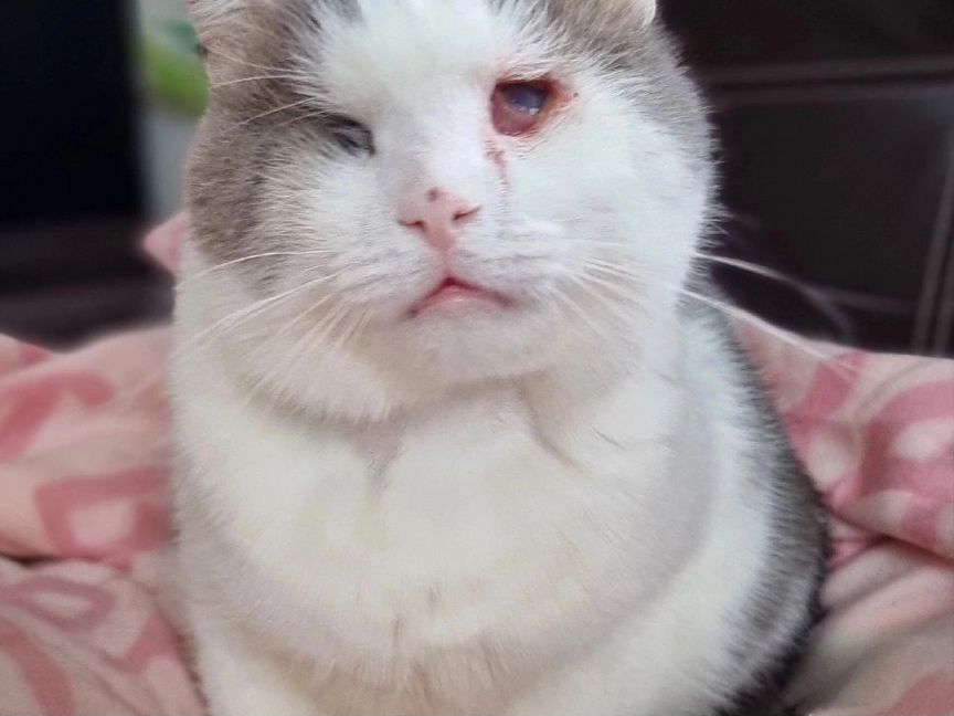 Грустный слепой кот Ёжик
