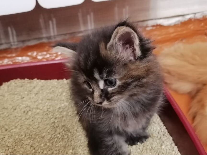 Котята Мейкуна