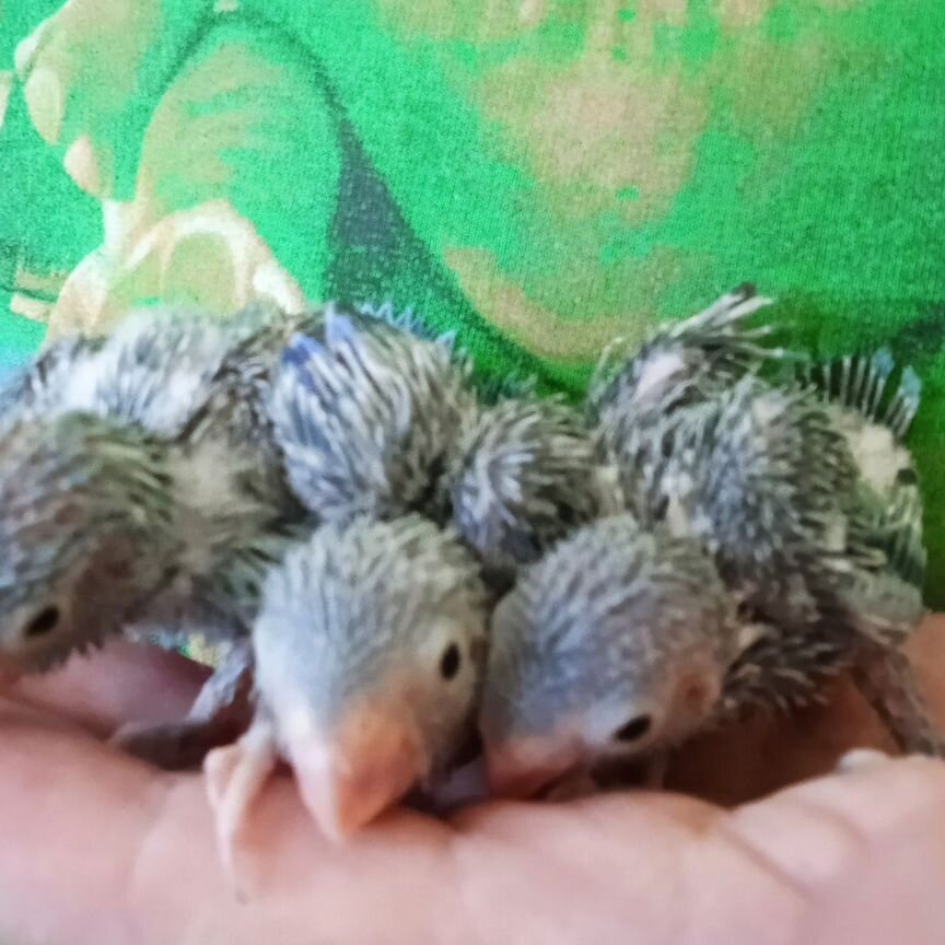 Воробьиный попугай