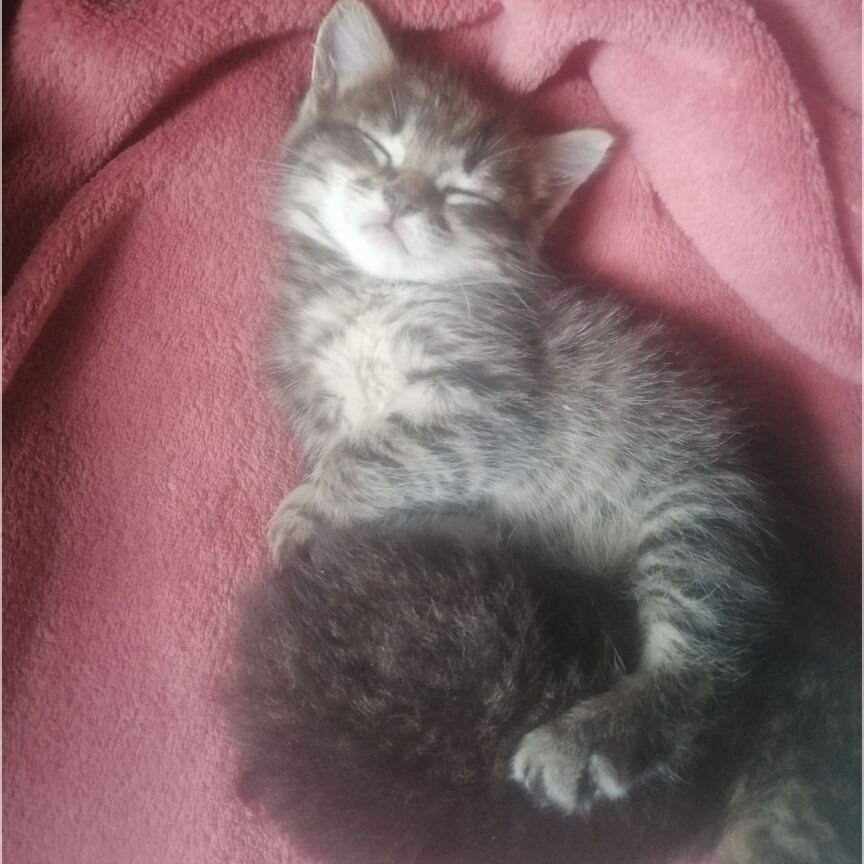 Котёнок в добрые руки