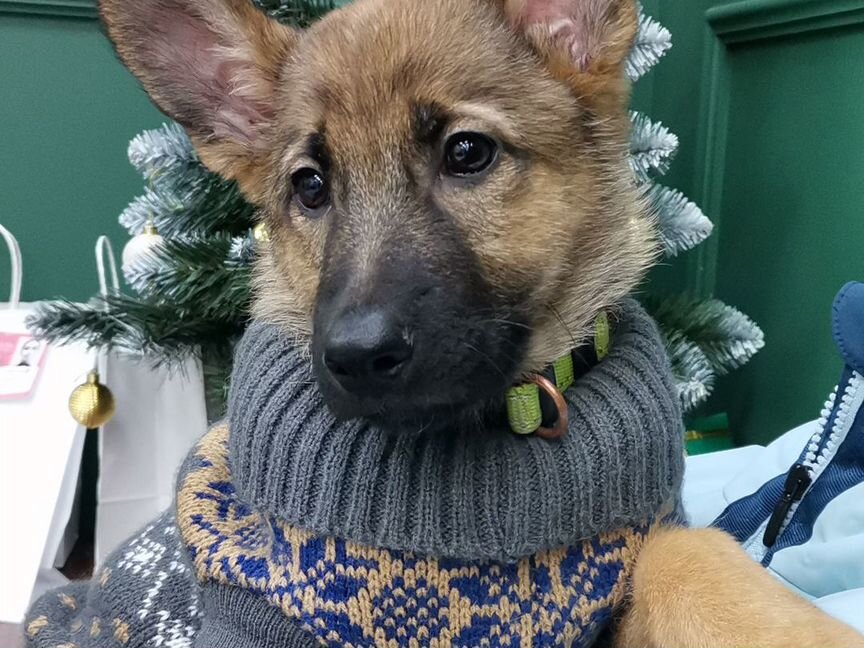 Щенок спасенный с автобазы