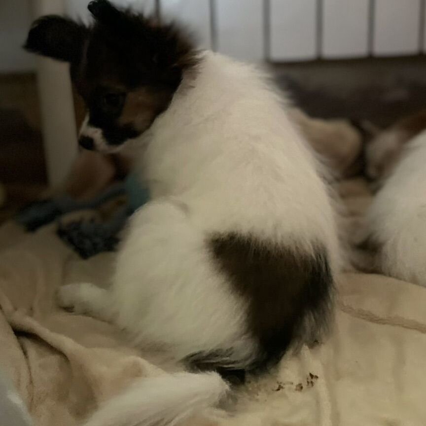 Континентальный той-спаниель папильон, щенок