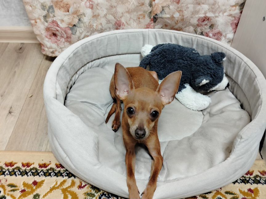 Русский той-терьер девочка